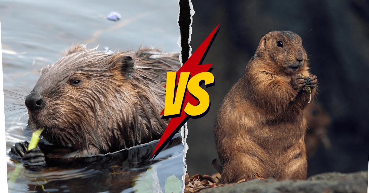 Beaver Vs Groundhog Picture