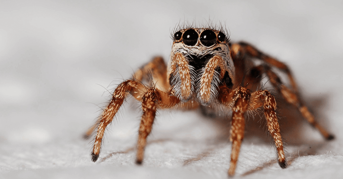 Beyond the Broom: A Pro's Guide to Winning the War on Spiders ...