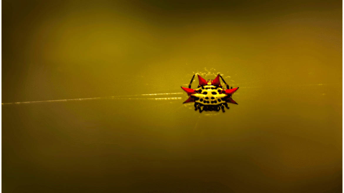 Spiny Orb WeaverThe Spiny Orb Weaver - Pest Eraser