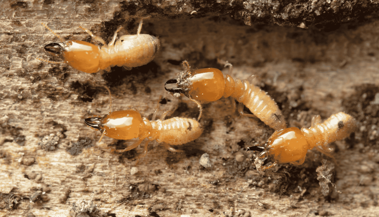 baby termites : Understanding & Managing Baby Termites Home - Pest Eraser